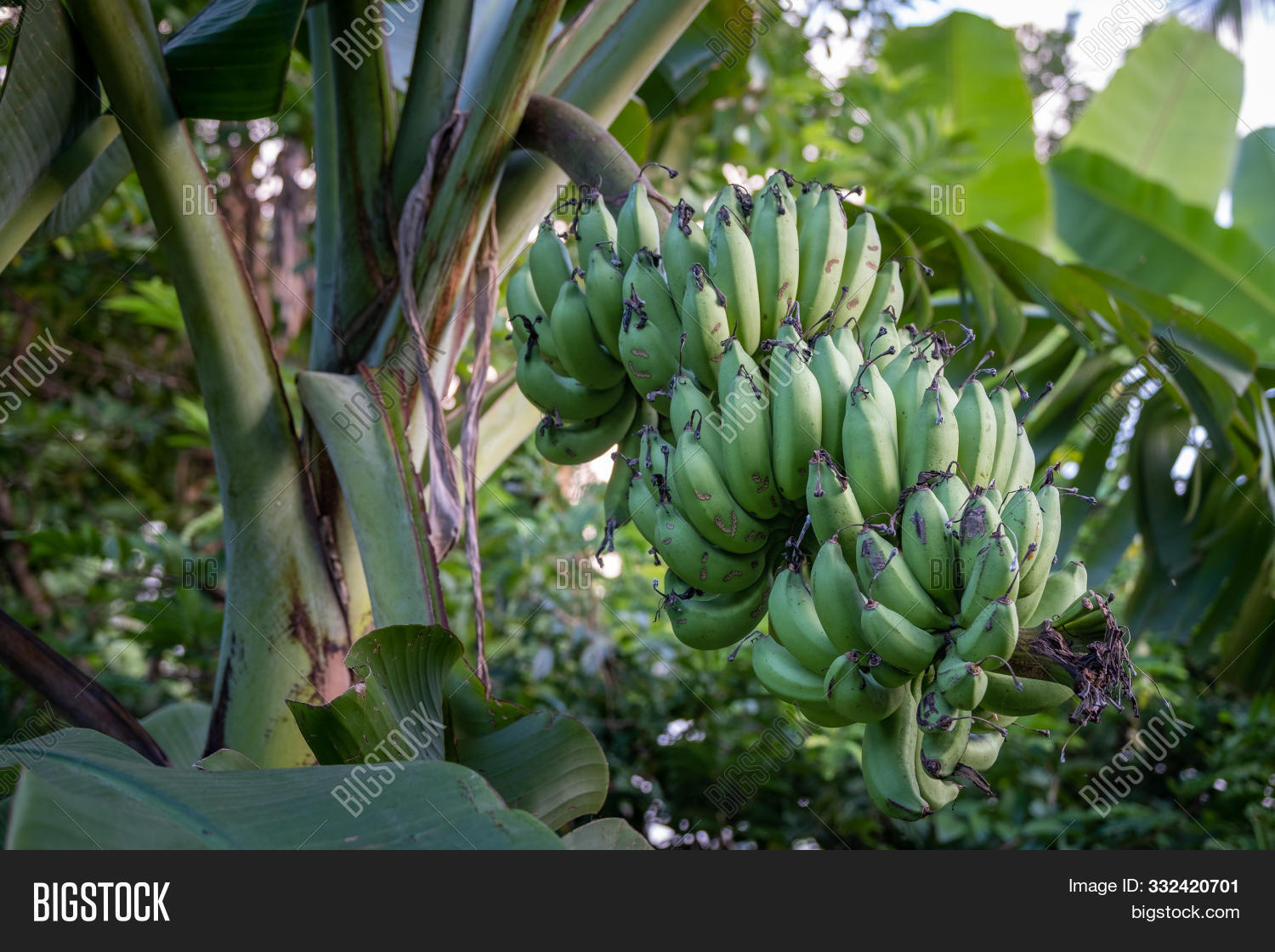 Banana On Tree. Banana Image & Photo (Free Trial) | Bigstock