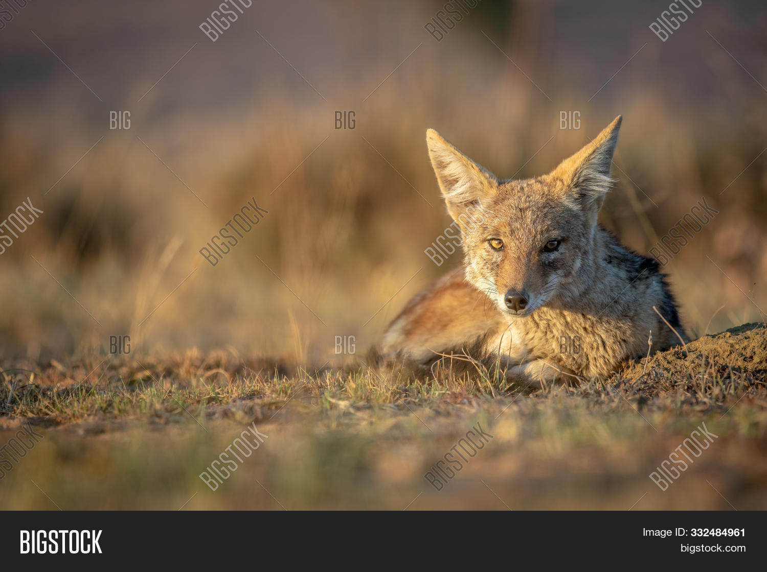 Black-backed Jackal Image & Photo (Free Trial) | Bigstock