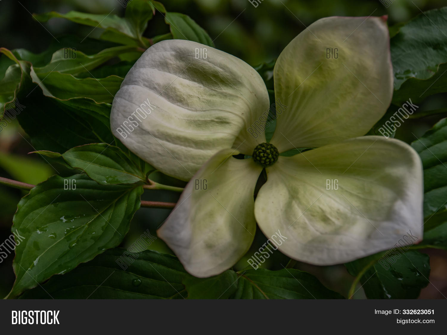 Close- Cornus X Image & Photo (Free Trial) | Bigstock