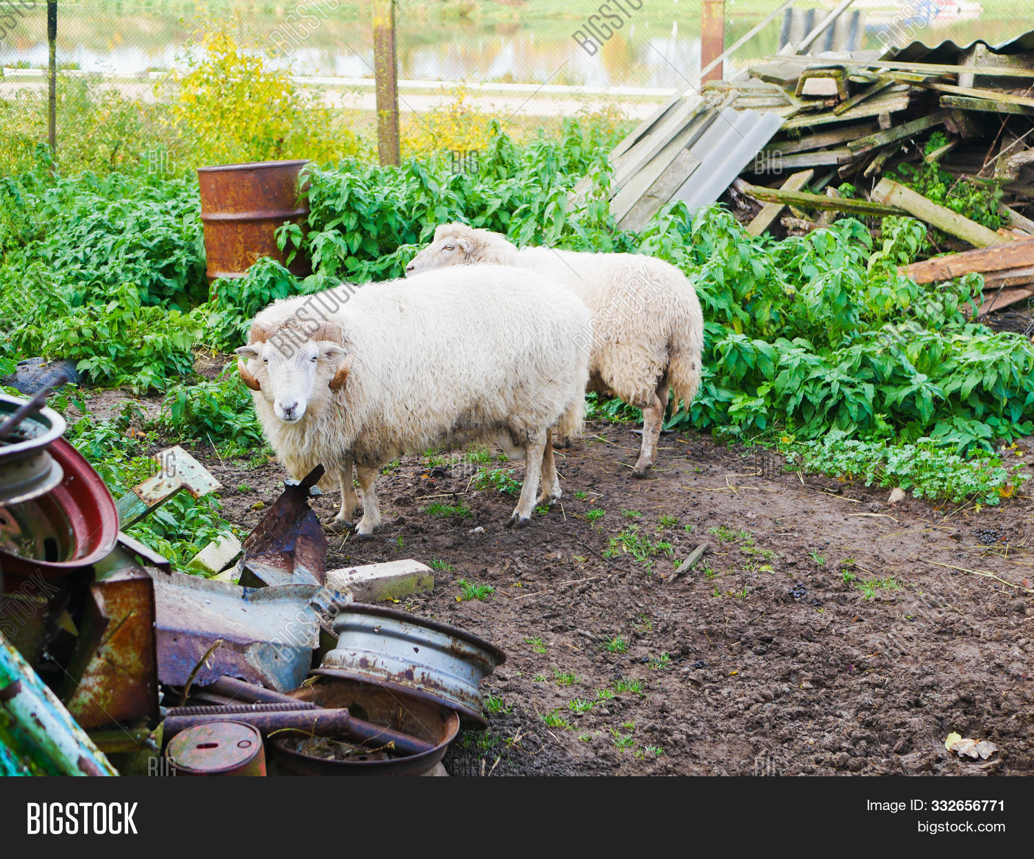 Animals Landfill. Image & Photo (Free Trial) | Bigstock