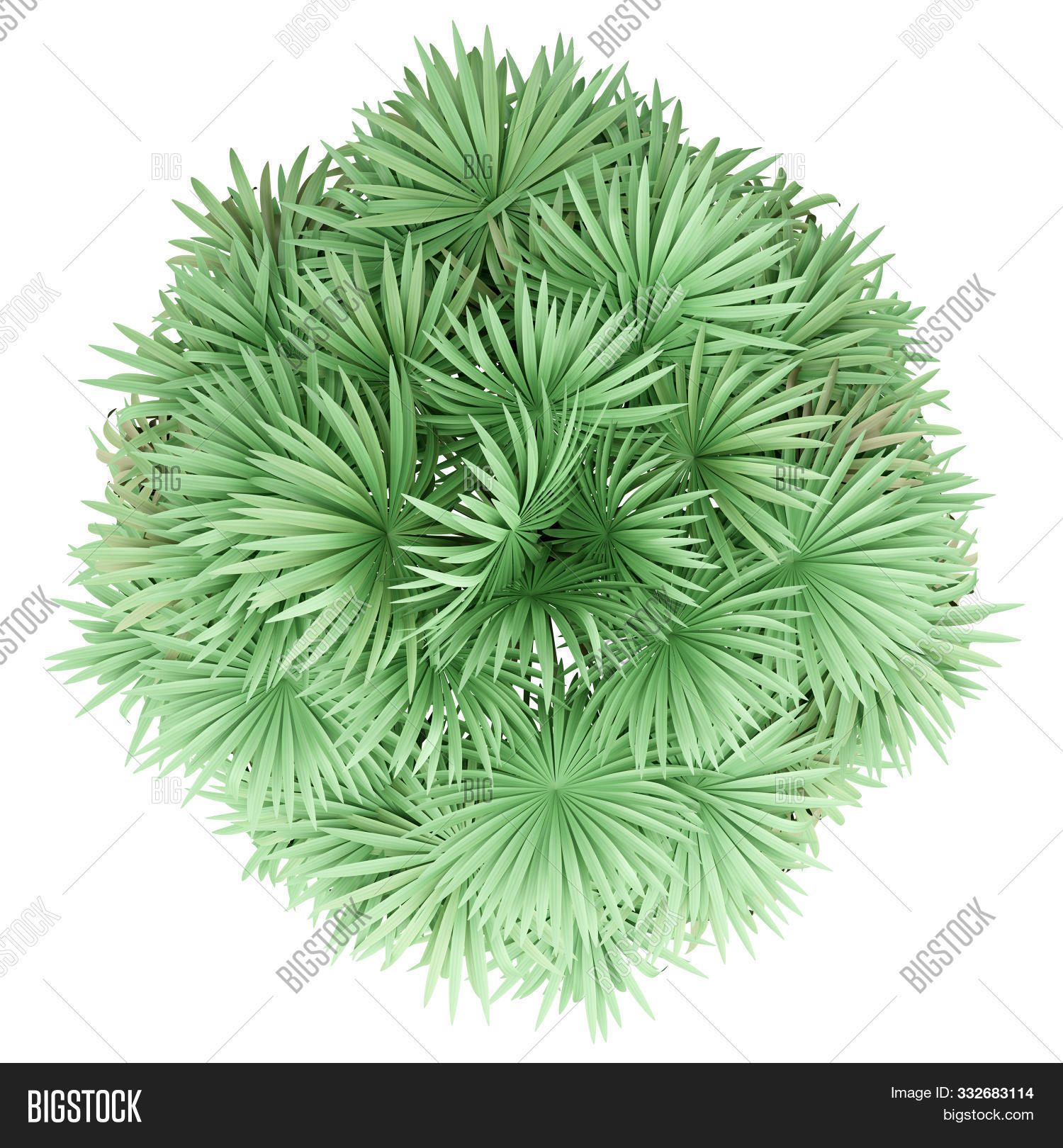 Thatch Palm Tree Image & Photo (Free Trial) | Bigstock