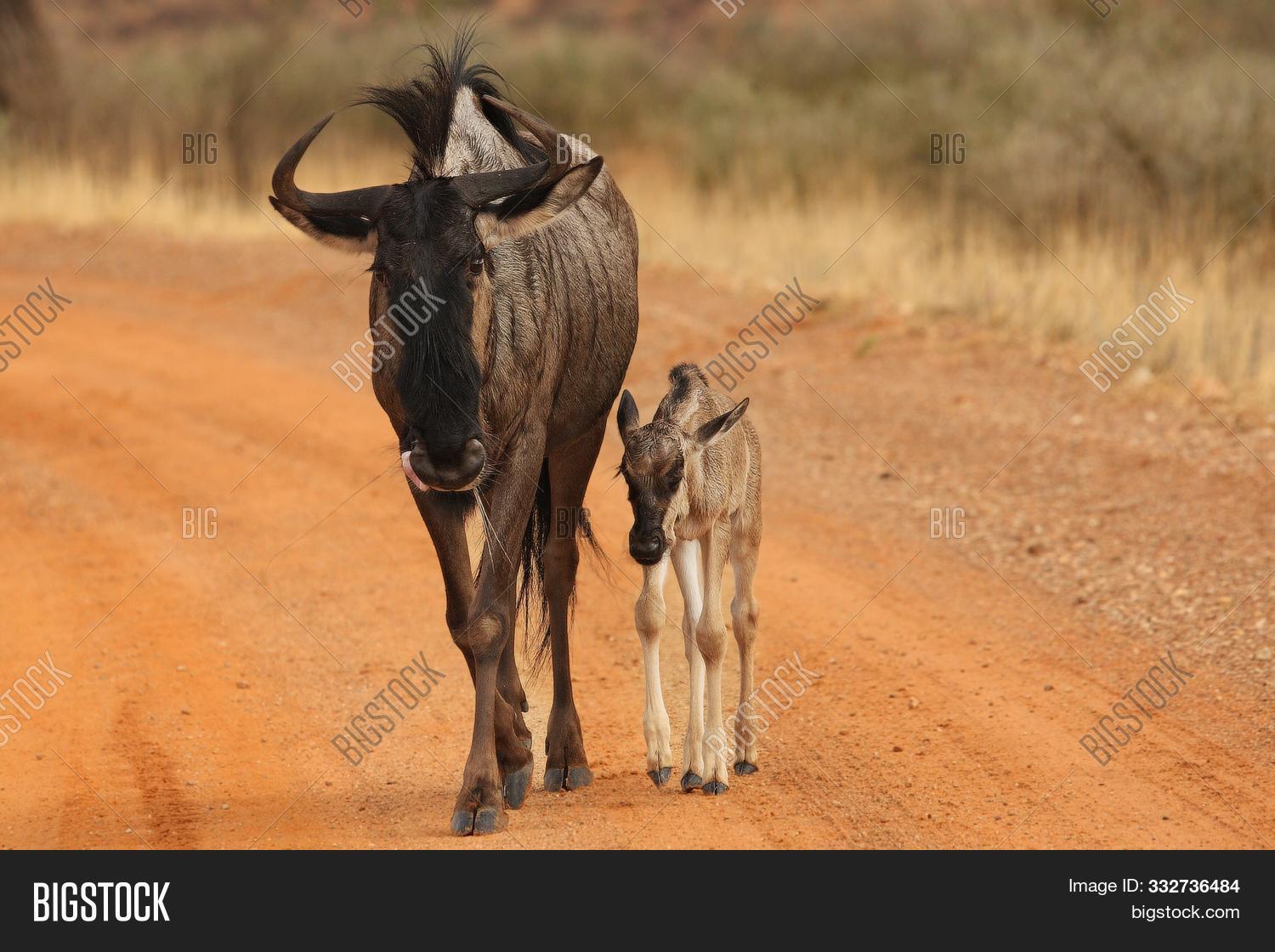 Blue Wildebeest ( Image & Photo (Free Trial) | Bigstock