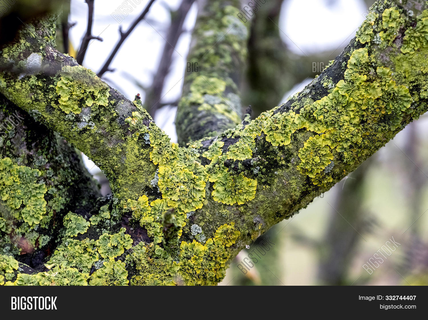 Lichen On Bark Apple Image & Photo (Free Trial) | Bigstock