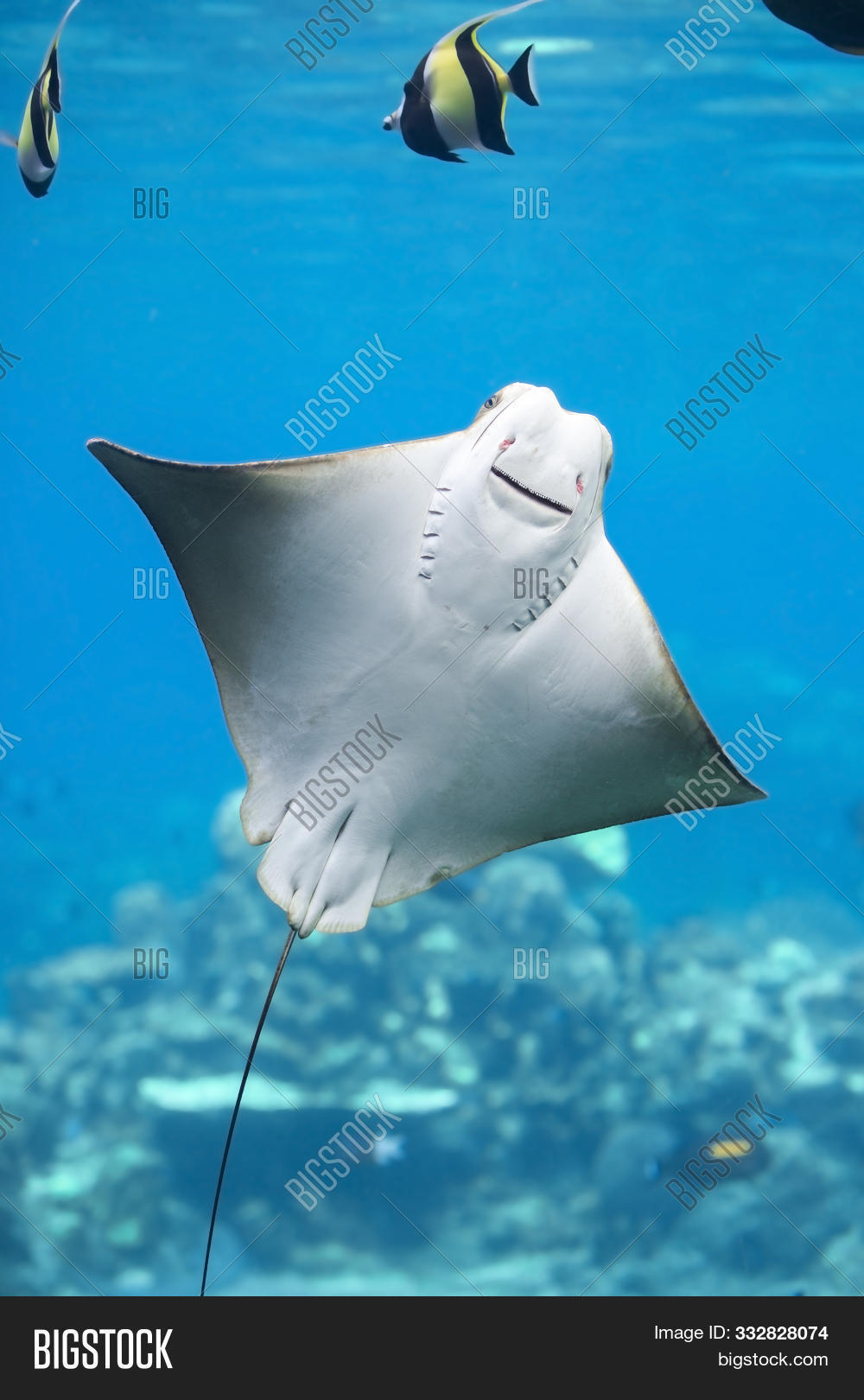 Bat Ray Image & Photo (Free Trial) | Bigstock