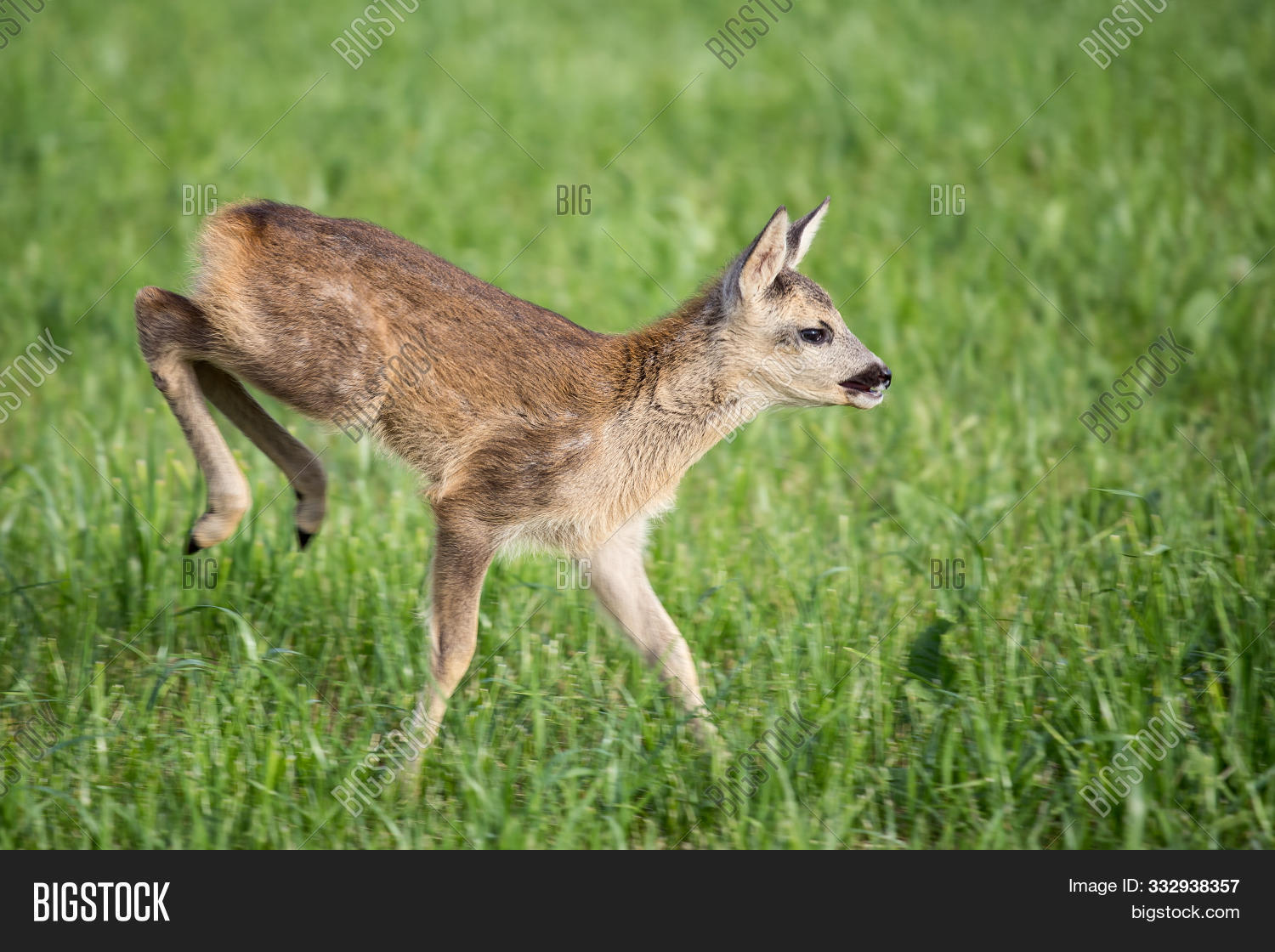 Young Wild Roe Deer Image & Photo (Free Trial) | Bigstock