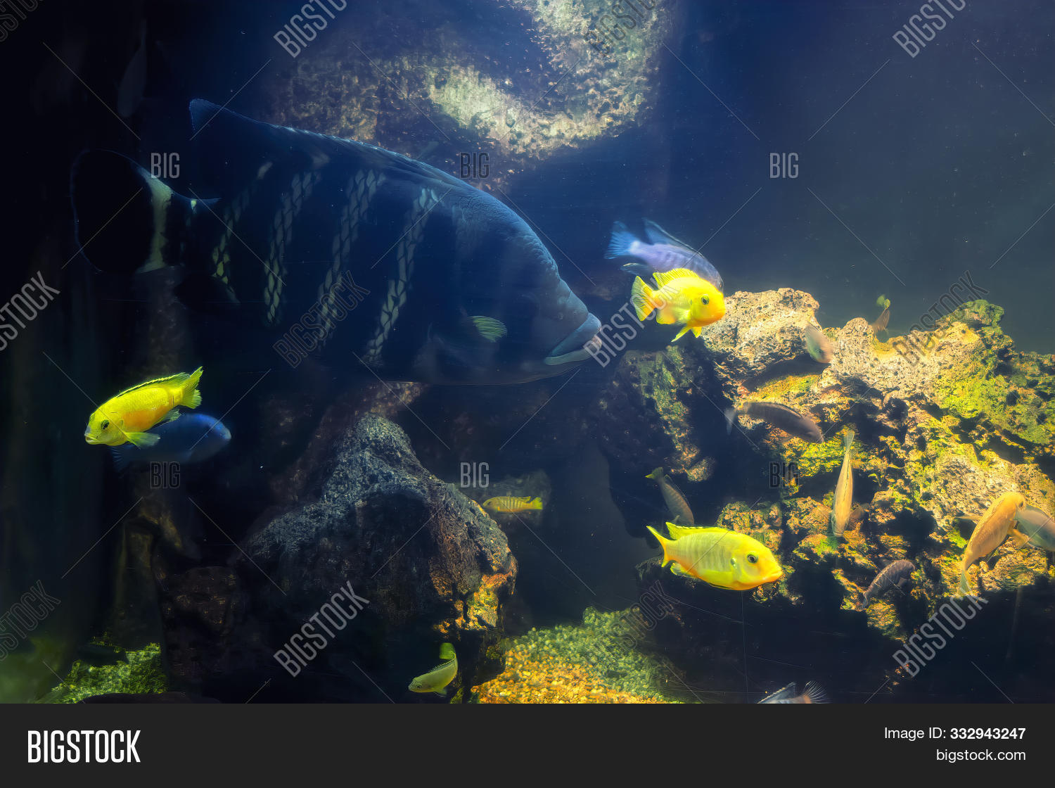 Tropical Fish Large Image & Photo (Free Trial) | Bigstock
