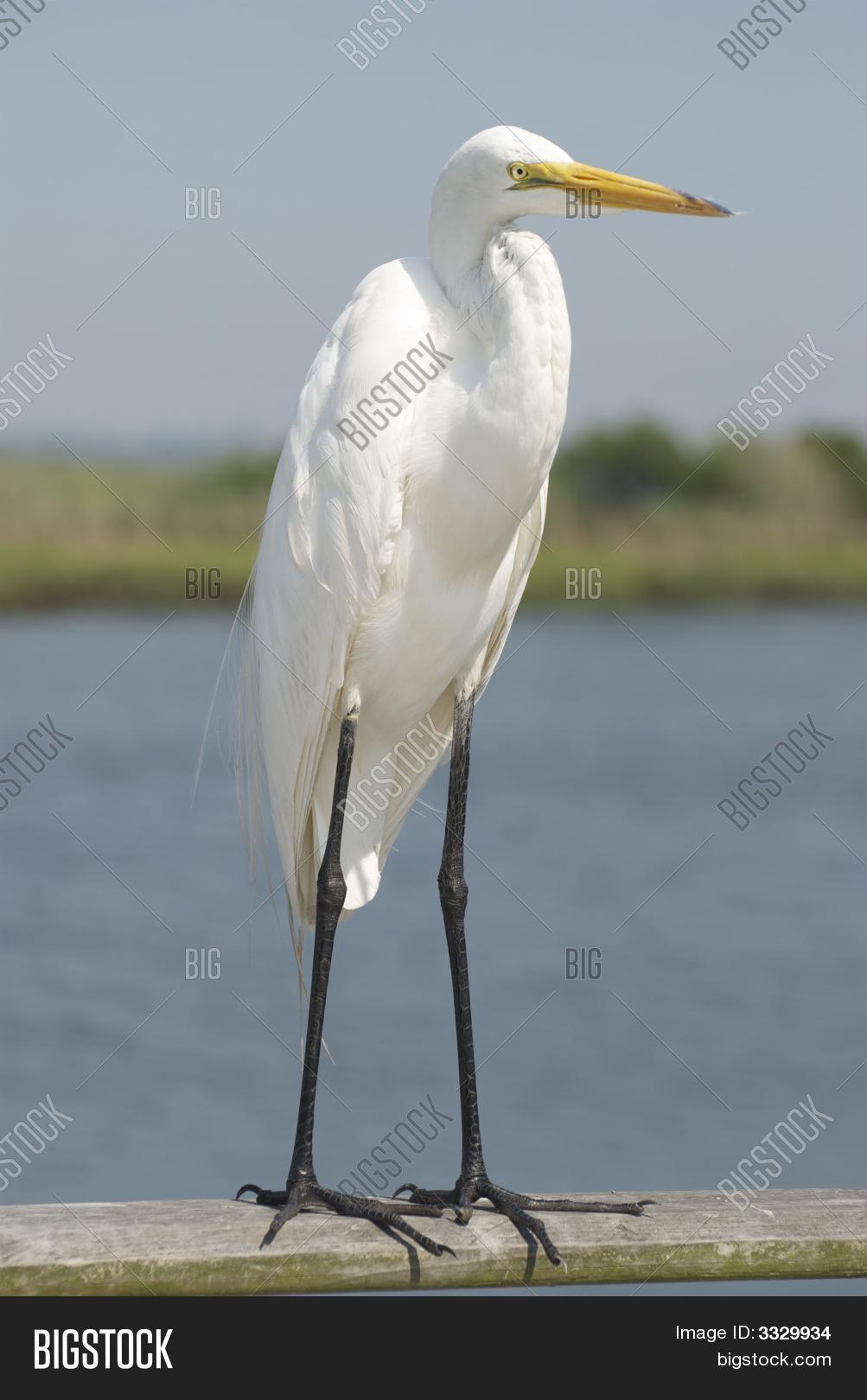 Egret Image & Photo (Free Trial) | Bigstock