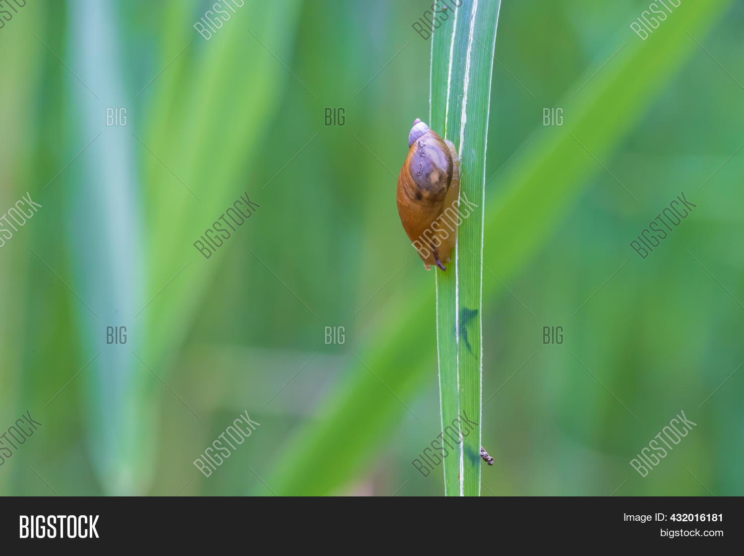 Small Snail Shell On Image & Photo (Free Trial) | Bigstock