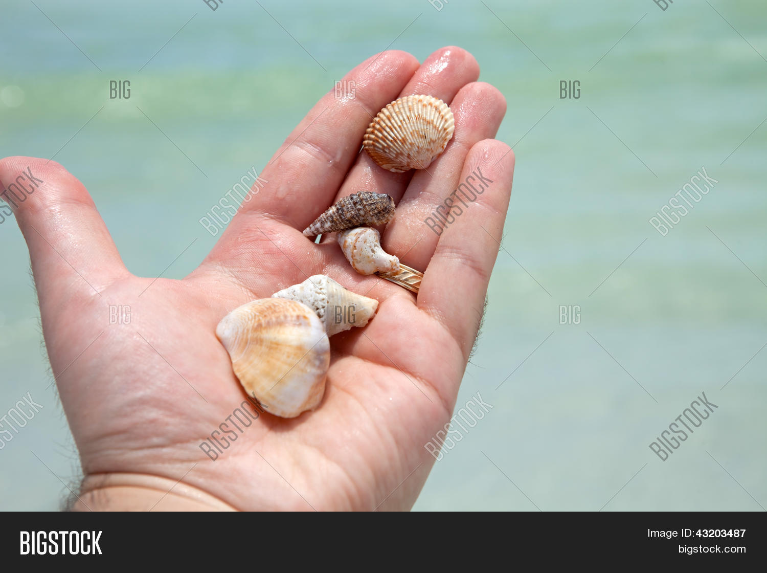 Hand Holding Seashells Image & Photo (Free Trial) | Bigstock