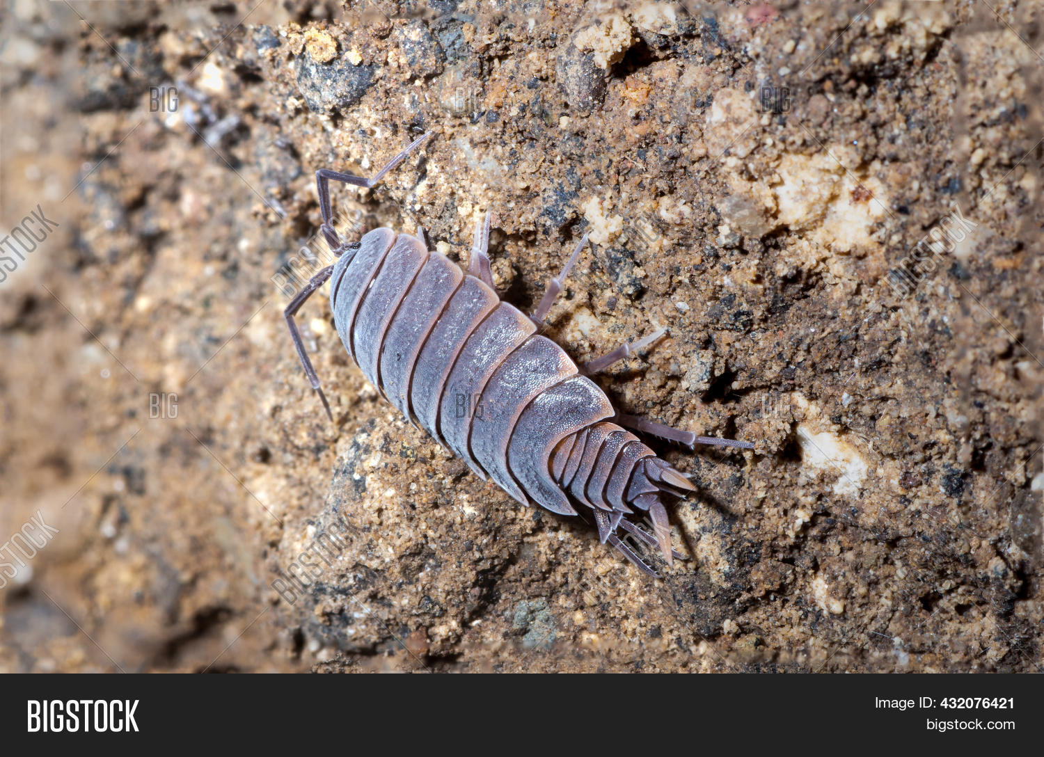 Porcellionides Image & Photo (Free Trial) | Bigstock