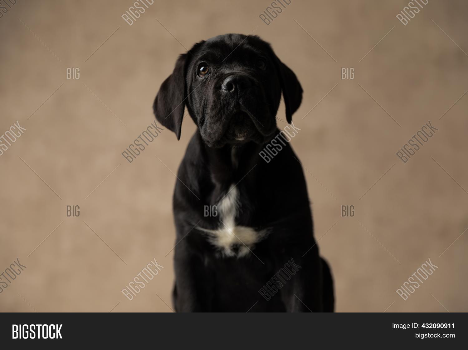 Adorable Cane Corso Image & Photo (Free Trial) | Bigstock