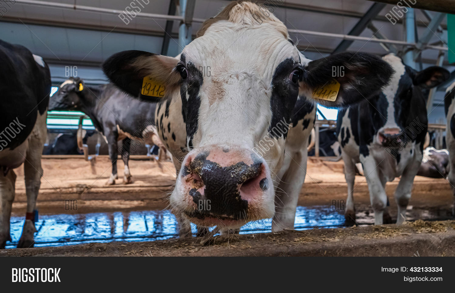 Cow Close . Stalls Image & Photo (Free Trial) | Bigstock