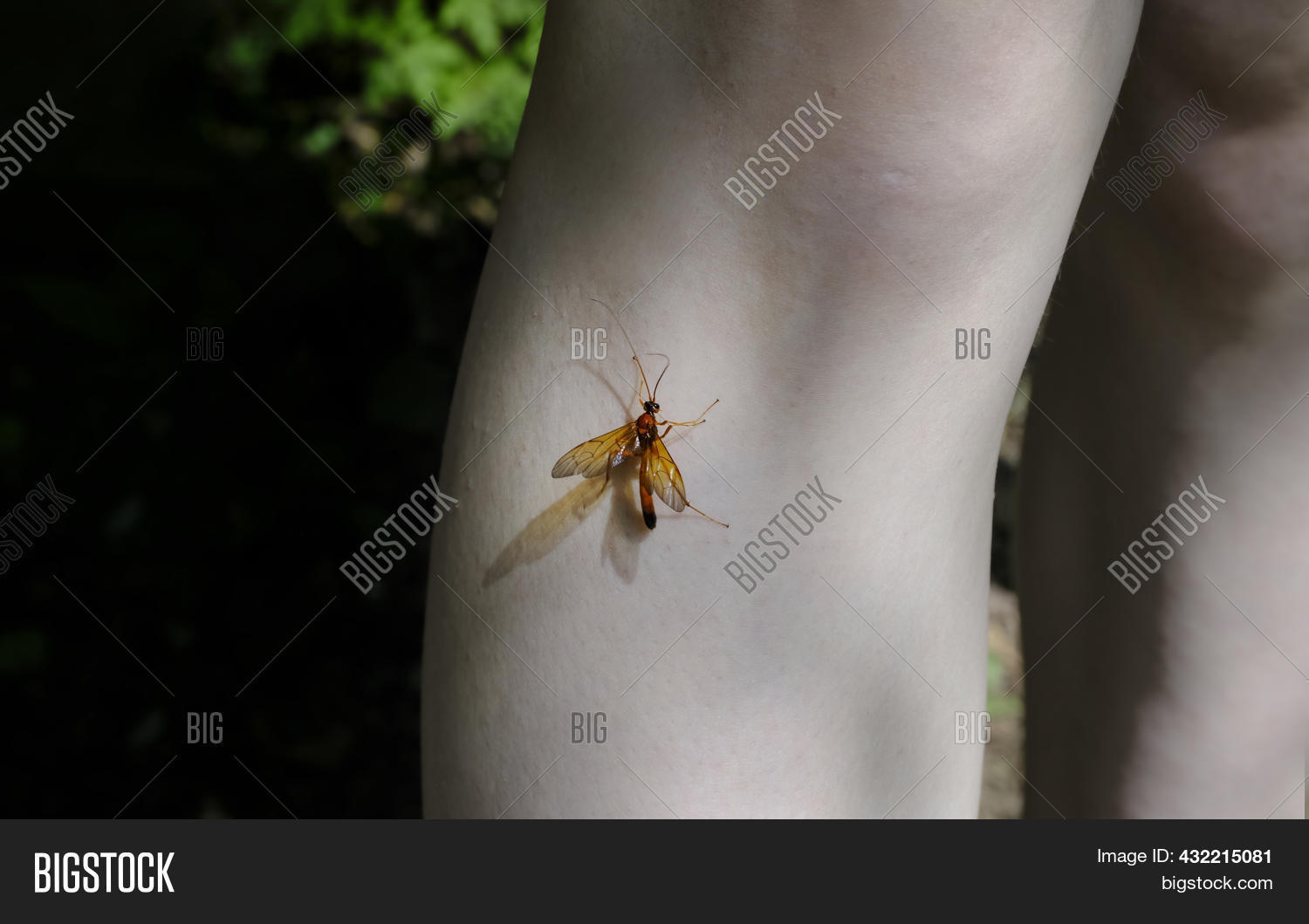 Large Mosquito Sitting Image & Photo (Free Trial) | Bigstock