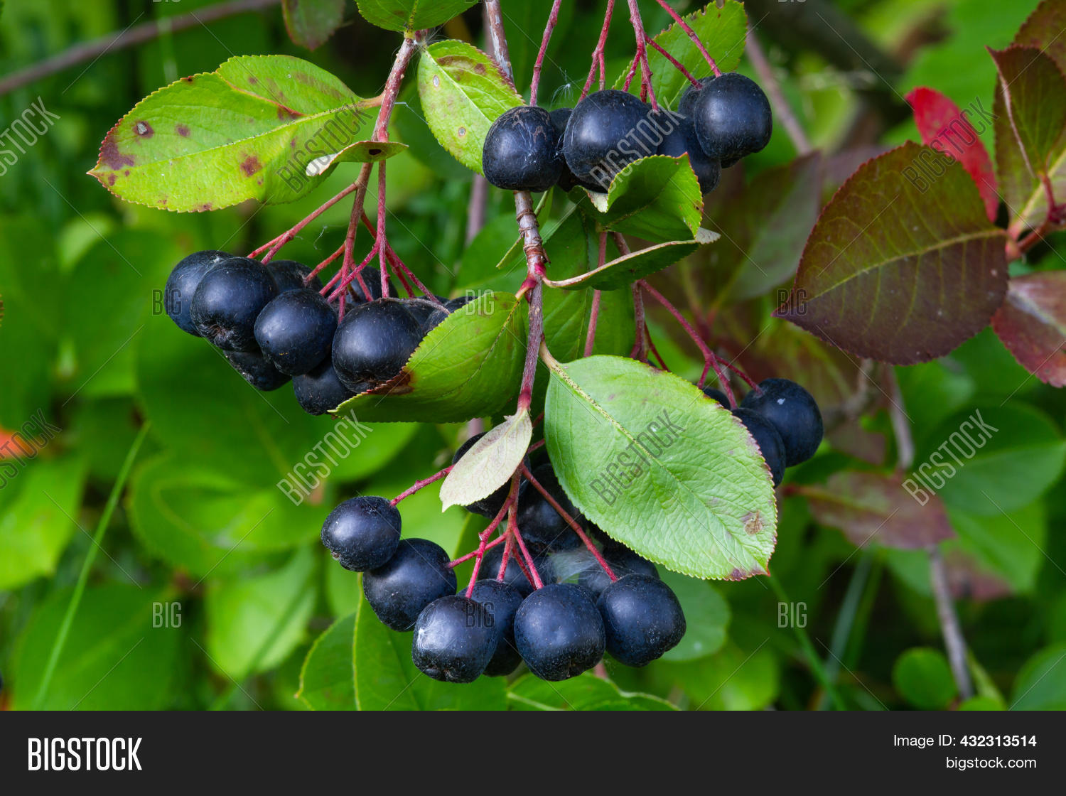 Bunch Chokeberry Image & Photo (Free Trial) | Bigstock