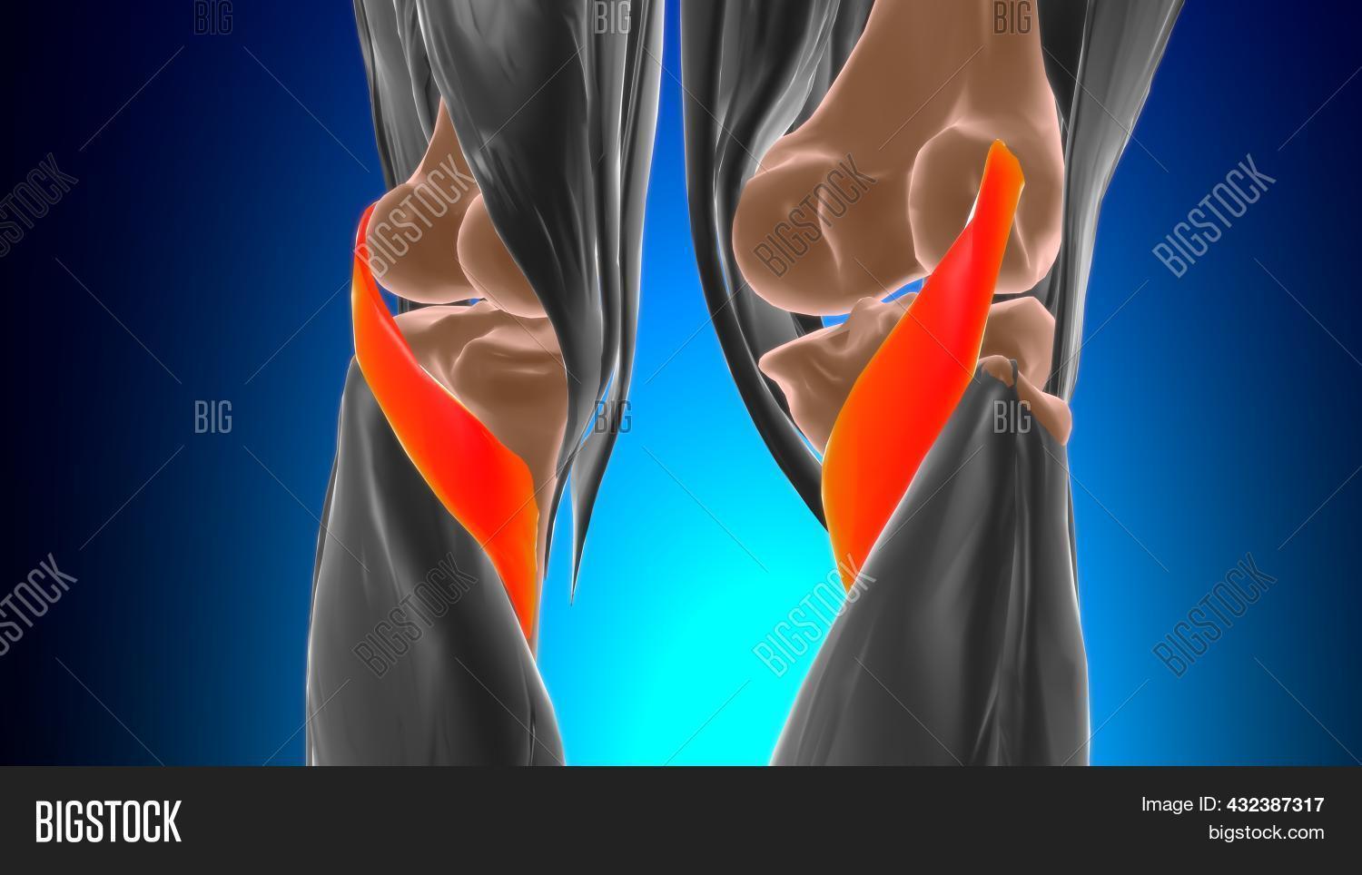 Popliteus Muscle Image & Photo (Free Trial) | Bigstock