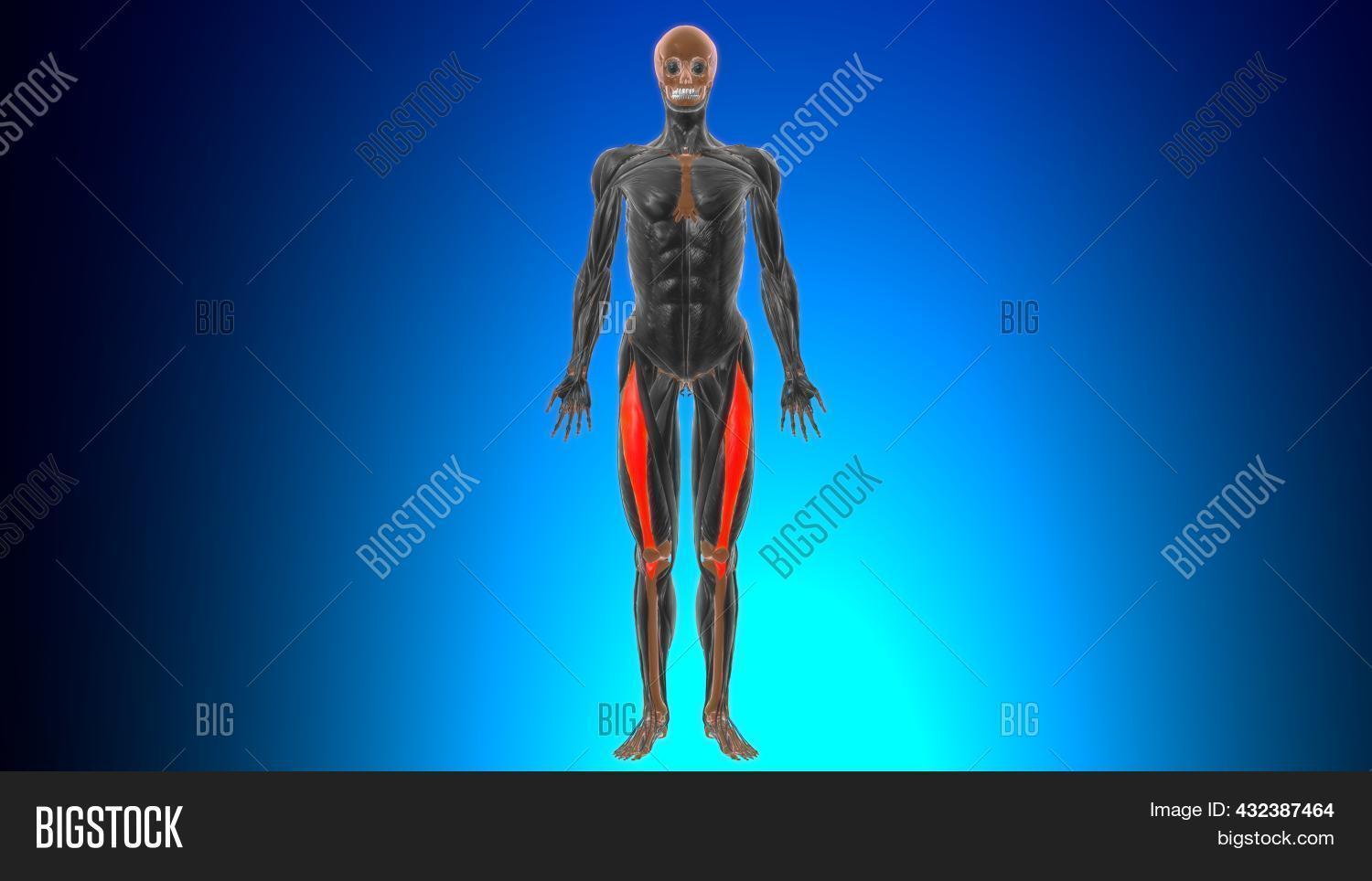 Rectus Femoris Muscle Image & Photo (Free Trial) | Bigstock