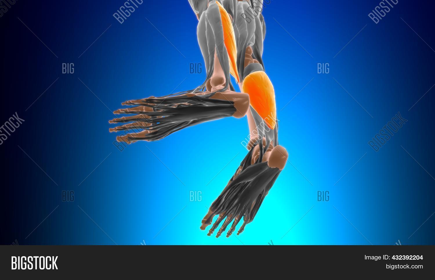 Soleus Muscle Anatomy Image & Photo (Free Trial) | Bigstock
