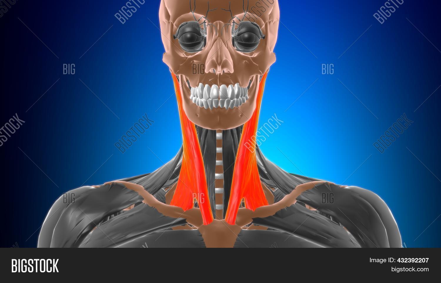 Sternocleidomastoid Image & Photo (Free Trial) | Bigstock