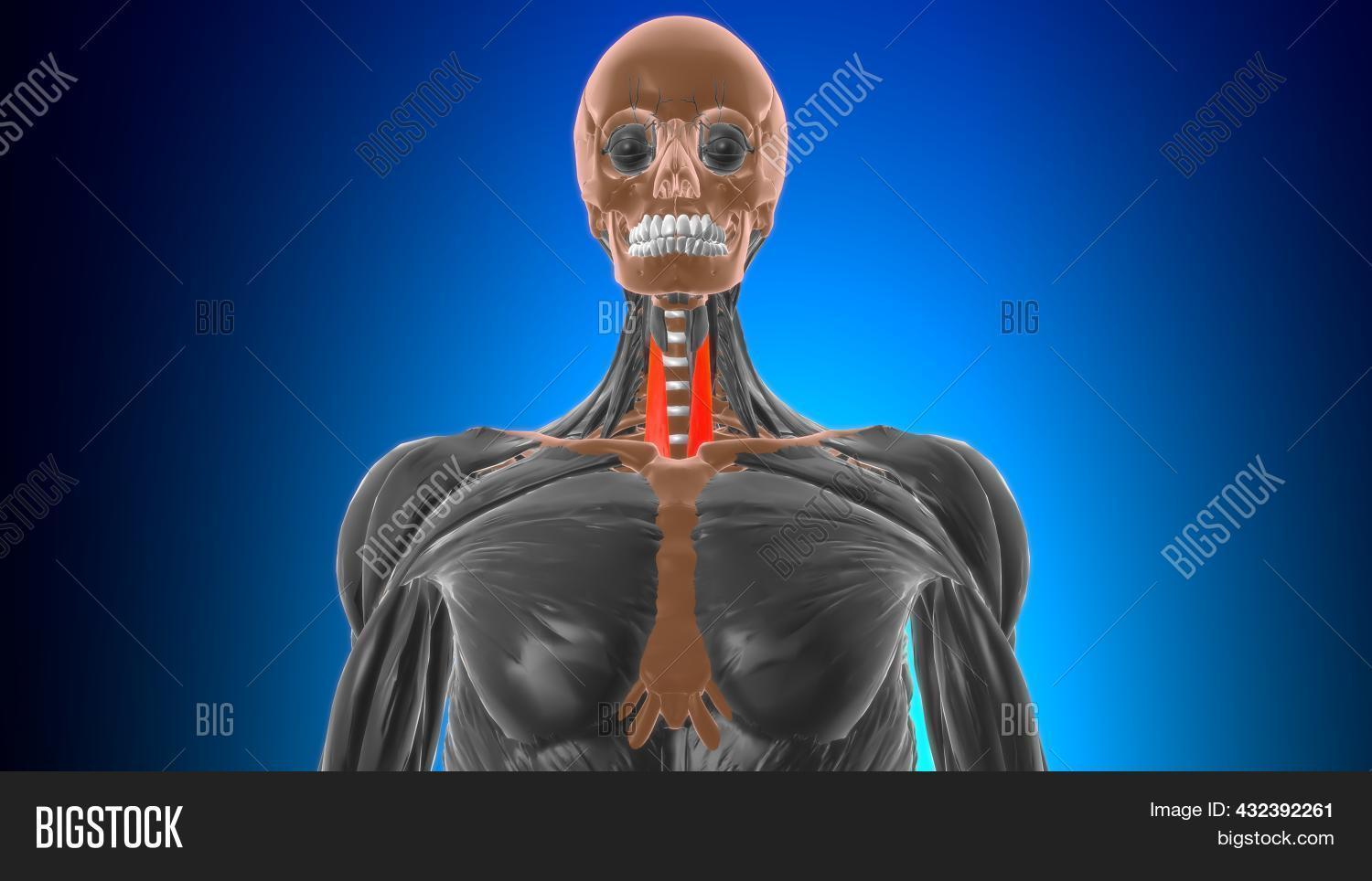 Sternothyroid Muscle Image & Photo (Free Trial) | Bigstock