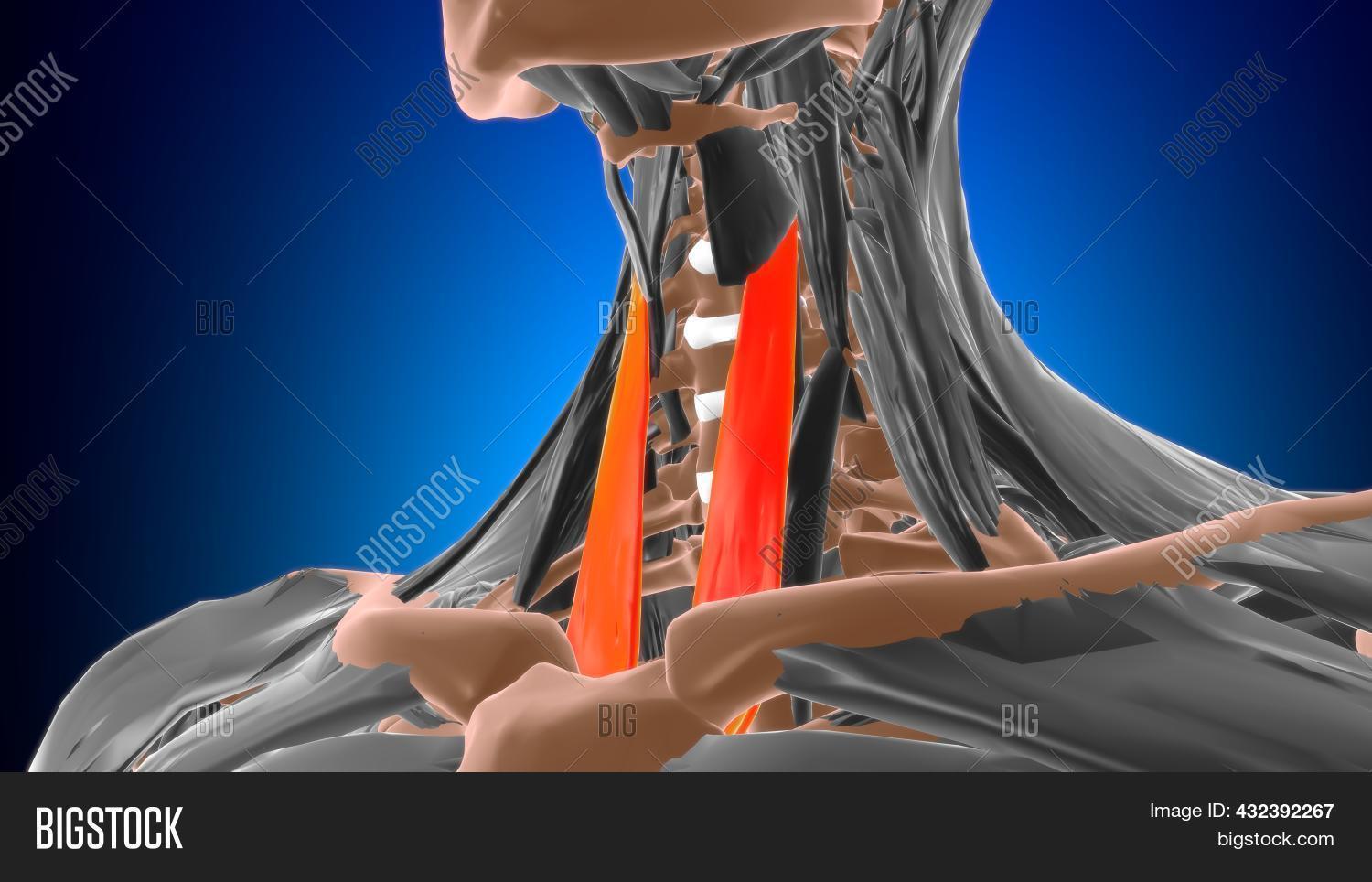 Sternothyroid Muscle Image & Photo (Free Trial) | Bigstock