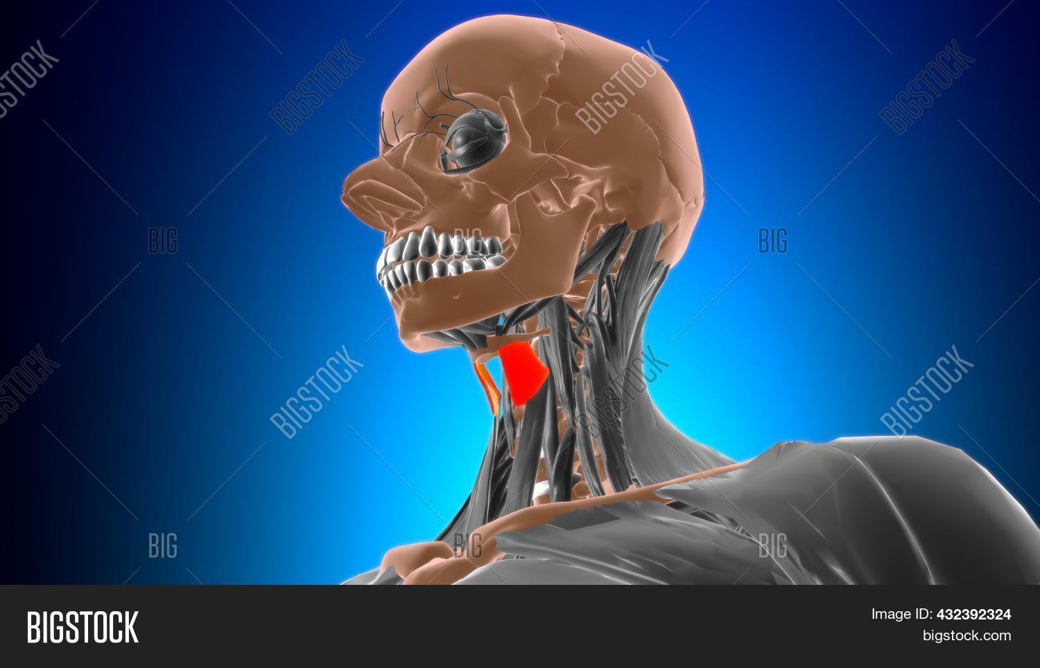 Thyrohyoid Muscle Image & Photo (Free Trial) | Bigstock