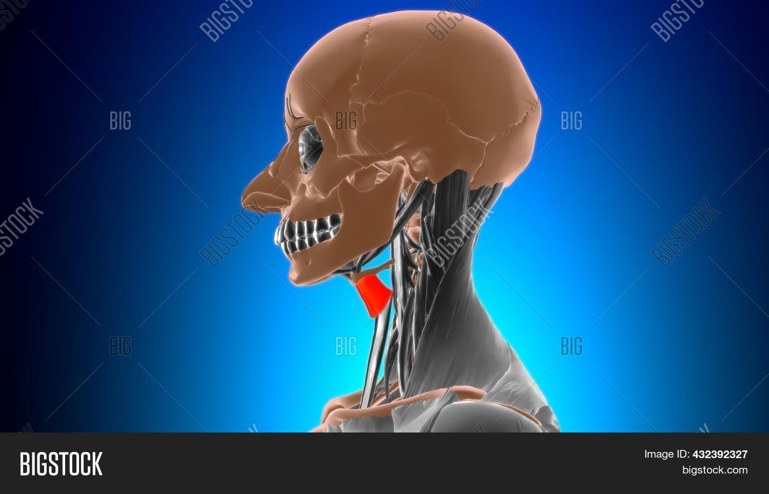 Thyrohyoid Muscle Image & Photo (Free Trial) | Bigstock