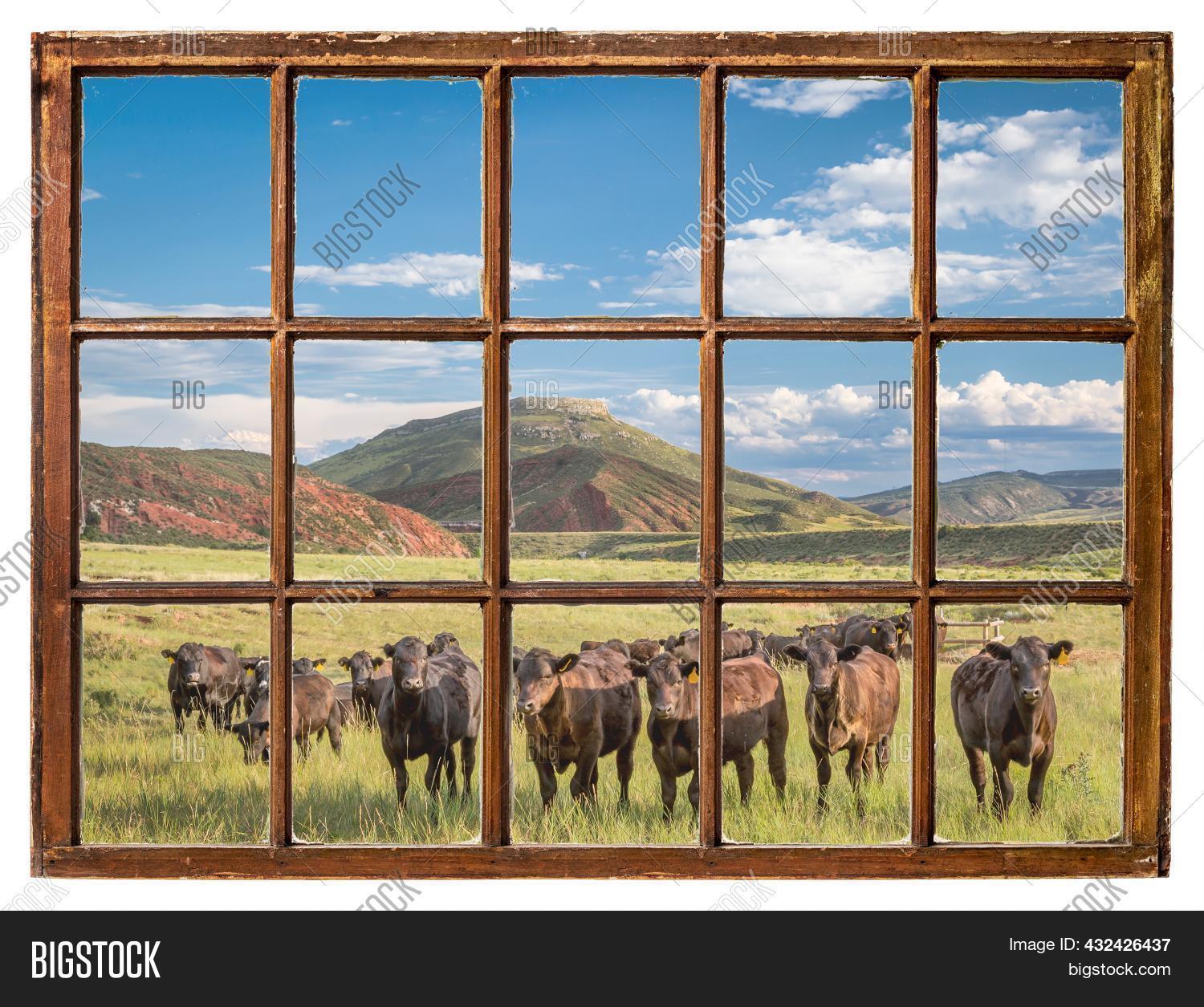 Open Range Cattle Image & Photo (Free Trial) | Bigstock