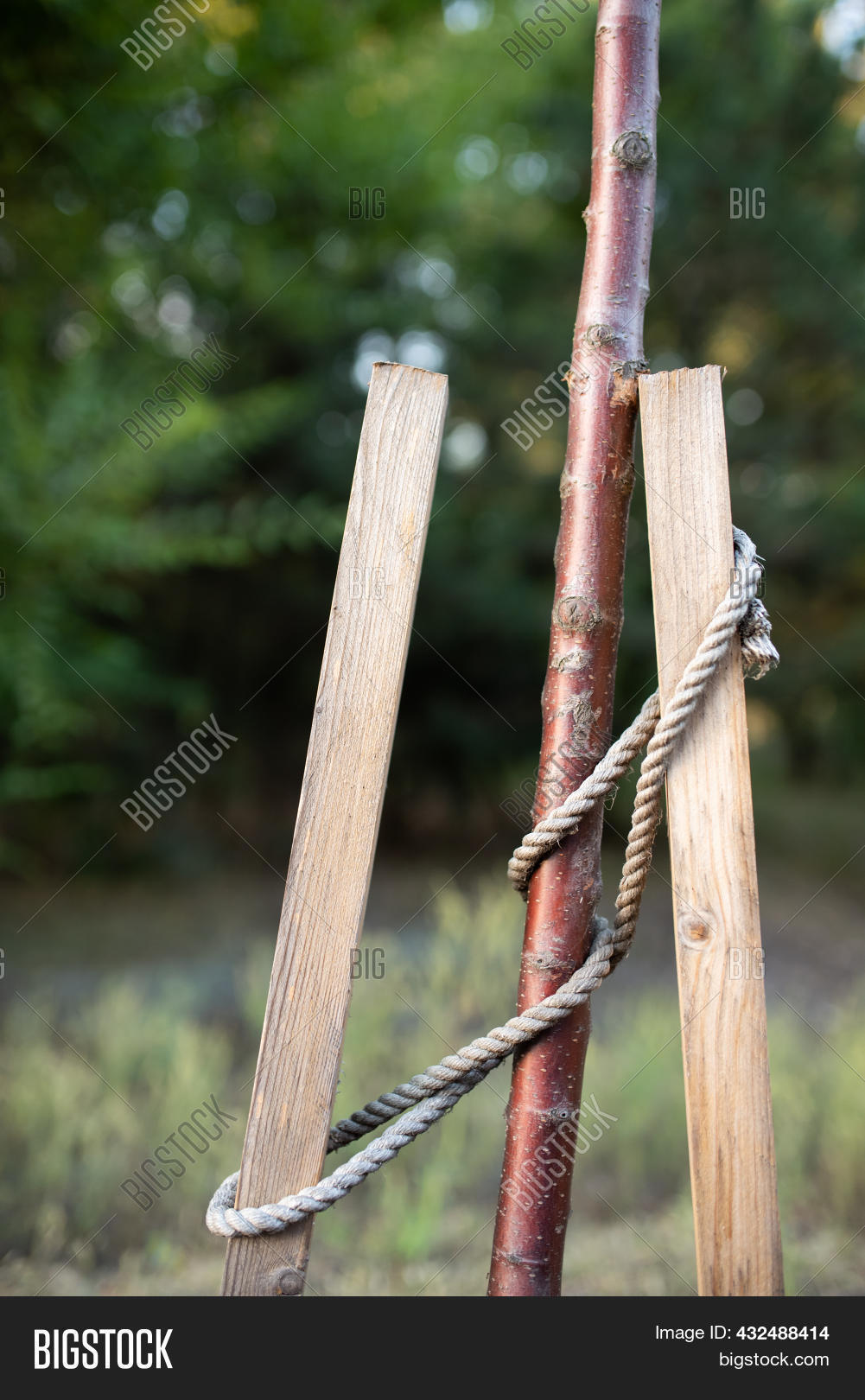 Tree Supports - Young Image & Photo (Free Trial) | Bigstock