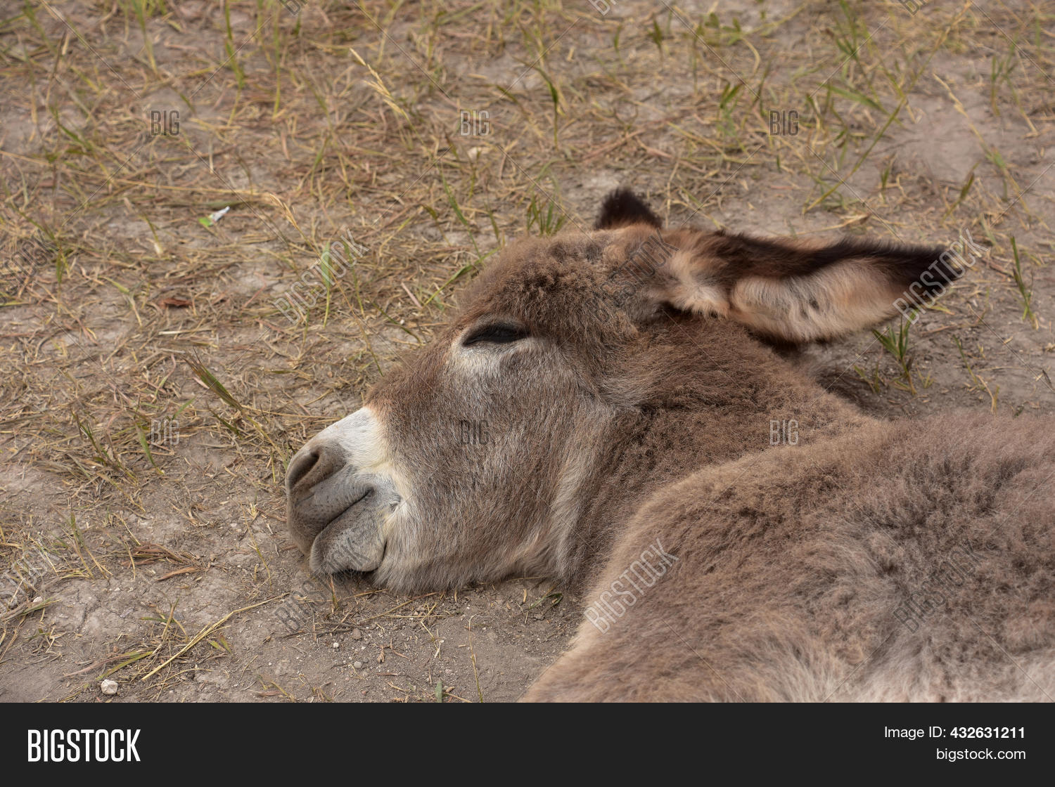 Fluffy Baby Burro Image & Photo (Free Trial) | Bigstock