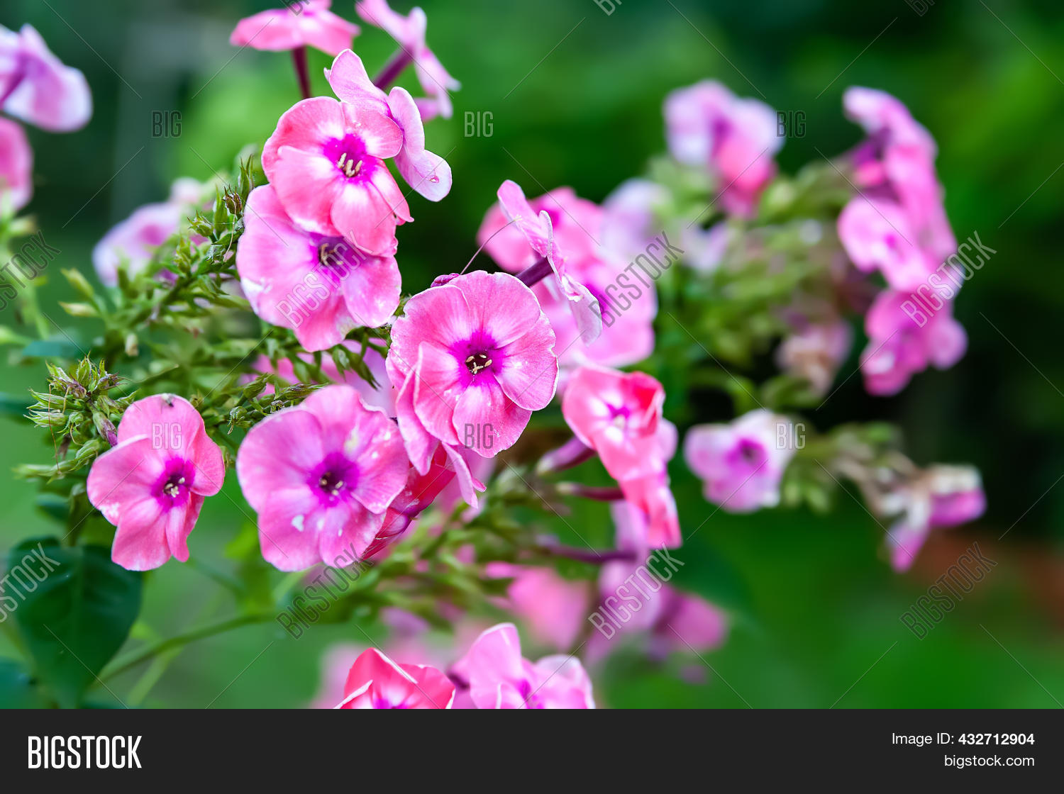 Phlox Flowers. Image & Photo (Free Trial) | Bigstock
