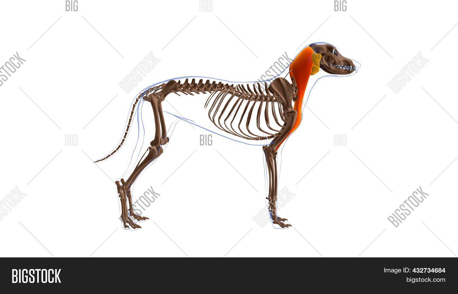 Brachiocephalicus Image & Photo (Free Trial) | Bigstock