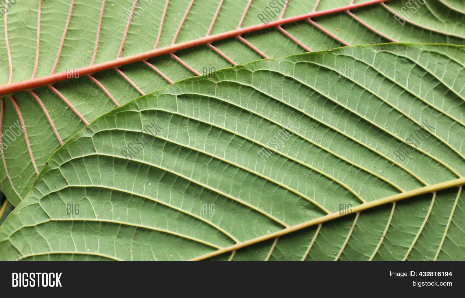 Structure Kratom Image & Photo (Free Trial) | Bigstock