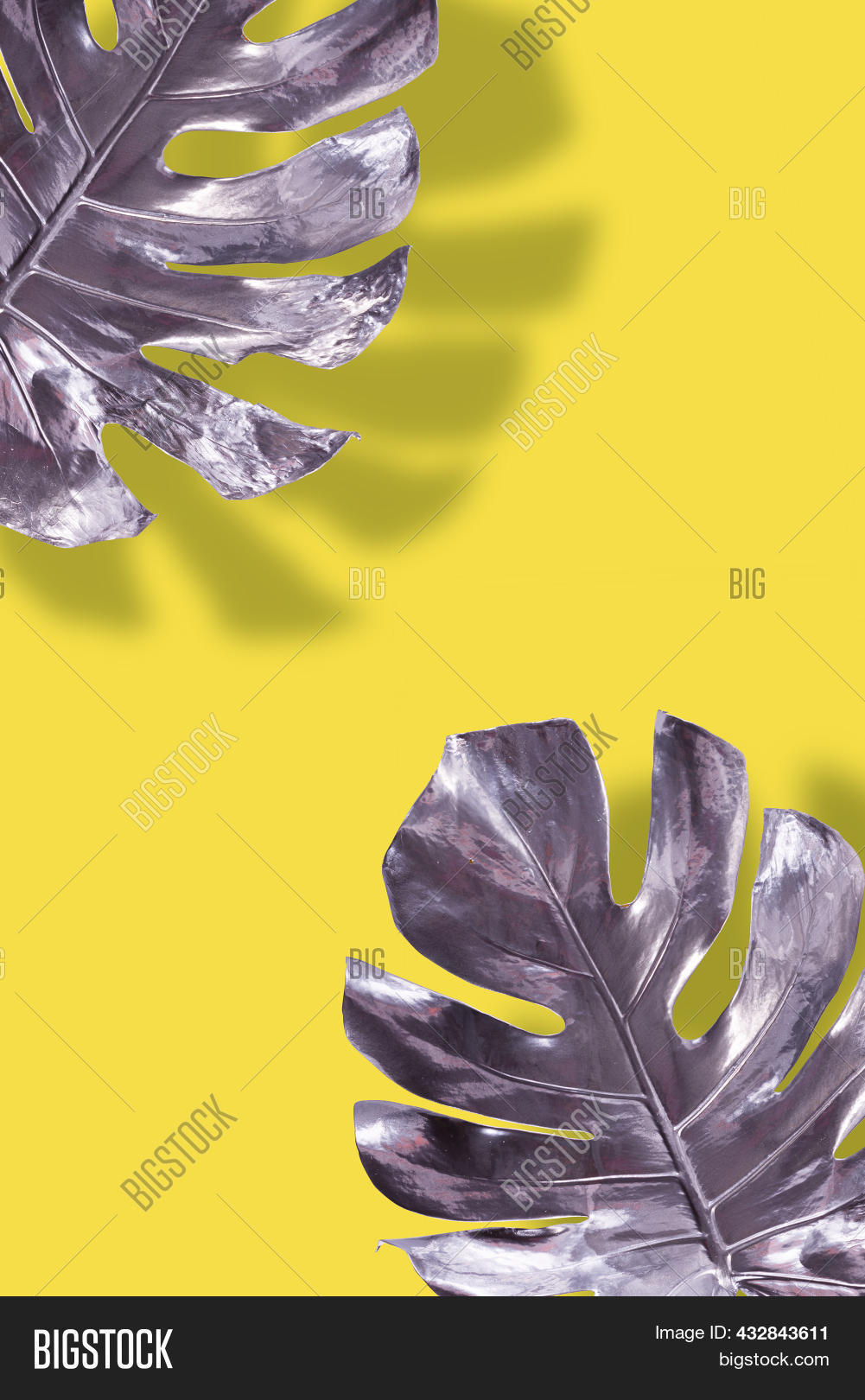 Monstera Leaf Color Image & Photo (Free Trial) | Bigstock