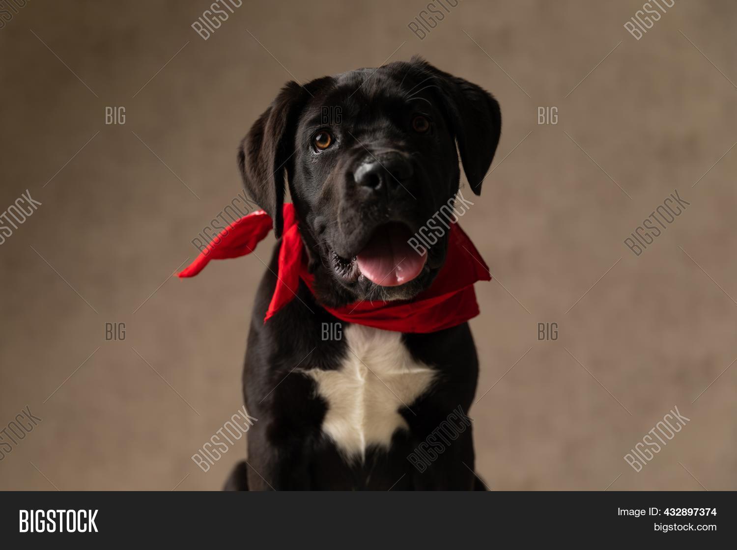 Happy Cane Corso Dog Image & Photo (Free Trial) | Bigstock