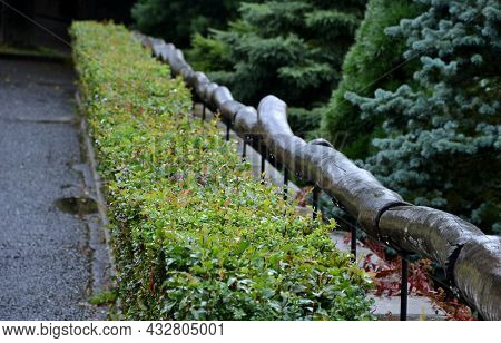 Hedge Cut Into Image & Photo (Free Trial) | Bigstock