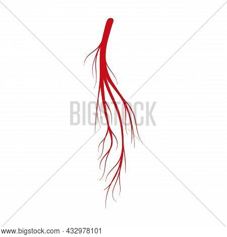 Vein Human Vector Vector & Photo (Free Trial) | Bigstock