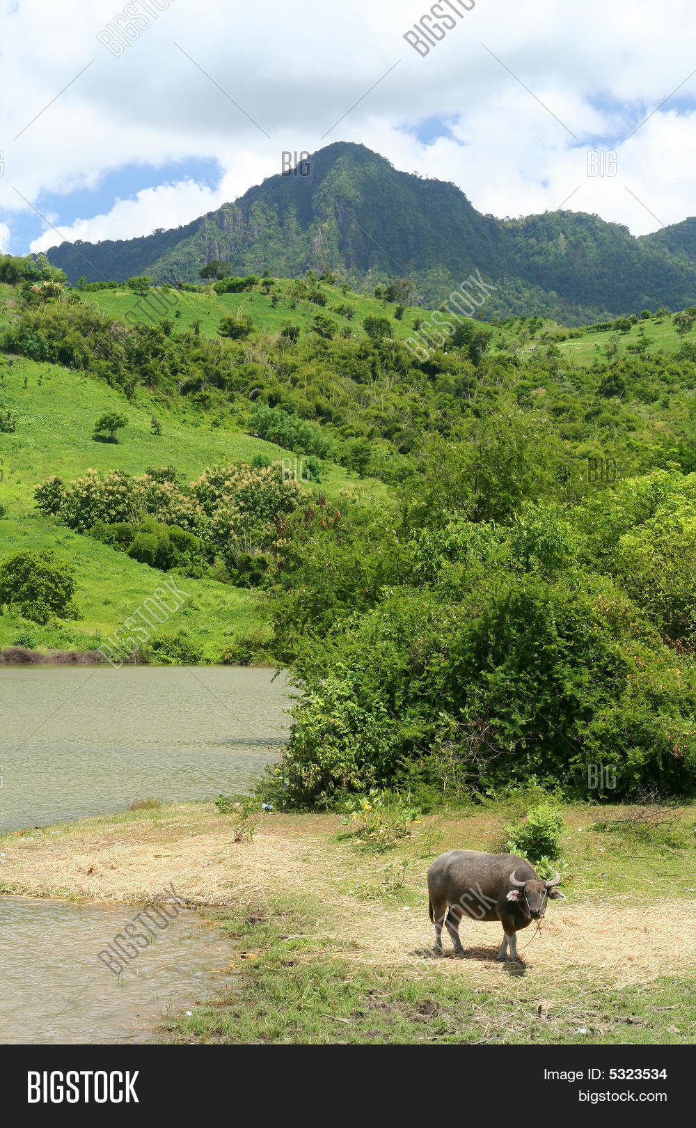 Buffalo Jungle Image & Photo (Free Trial) | Bigstock