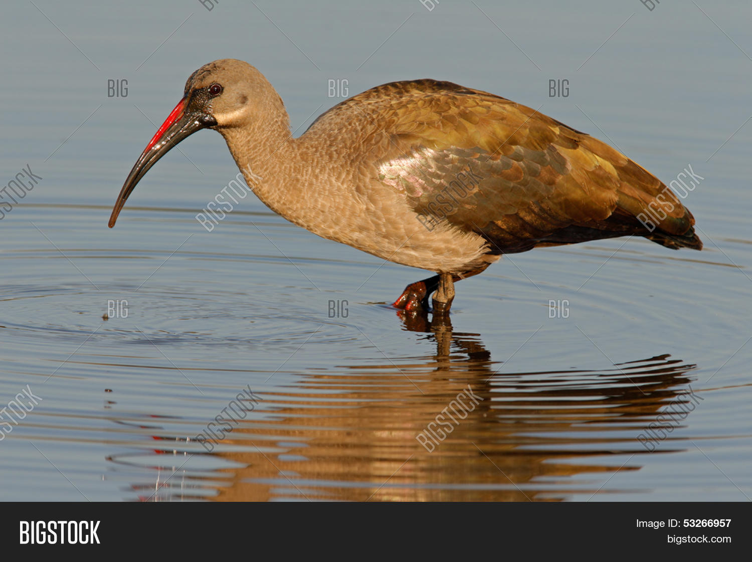 Hadeda Ibis ( Image & Photo (Free Trial) | Bigstock
