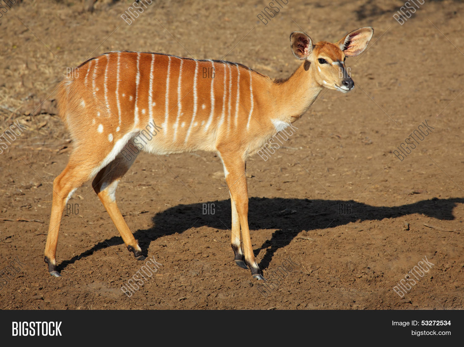 Female Nyala Antelope Image & Photo (Free Trial) | Bigstock