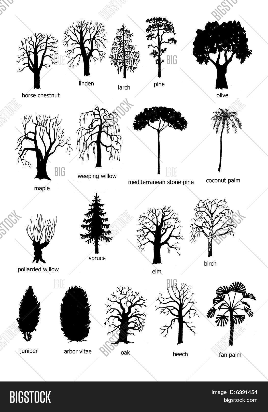 18 Types Trees Image & Photo (Free Trial) | Bigstock