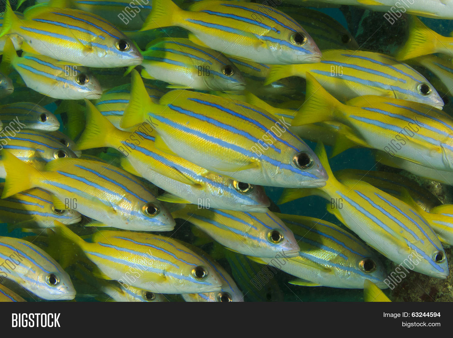 Bluestriped Snapper Image & Photo (Free Trial) | Bigstock