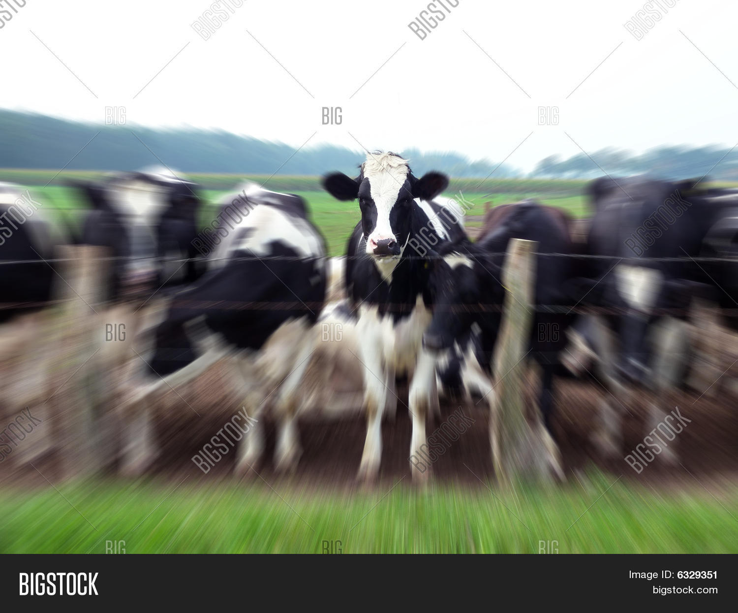 Friesian Cattle Image & Photo (Free Trial) | Bigstock