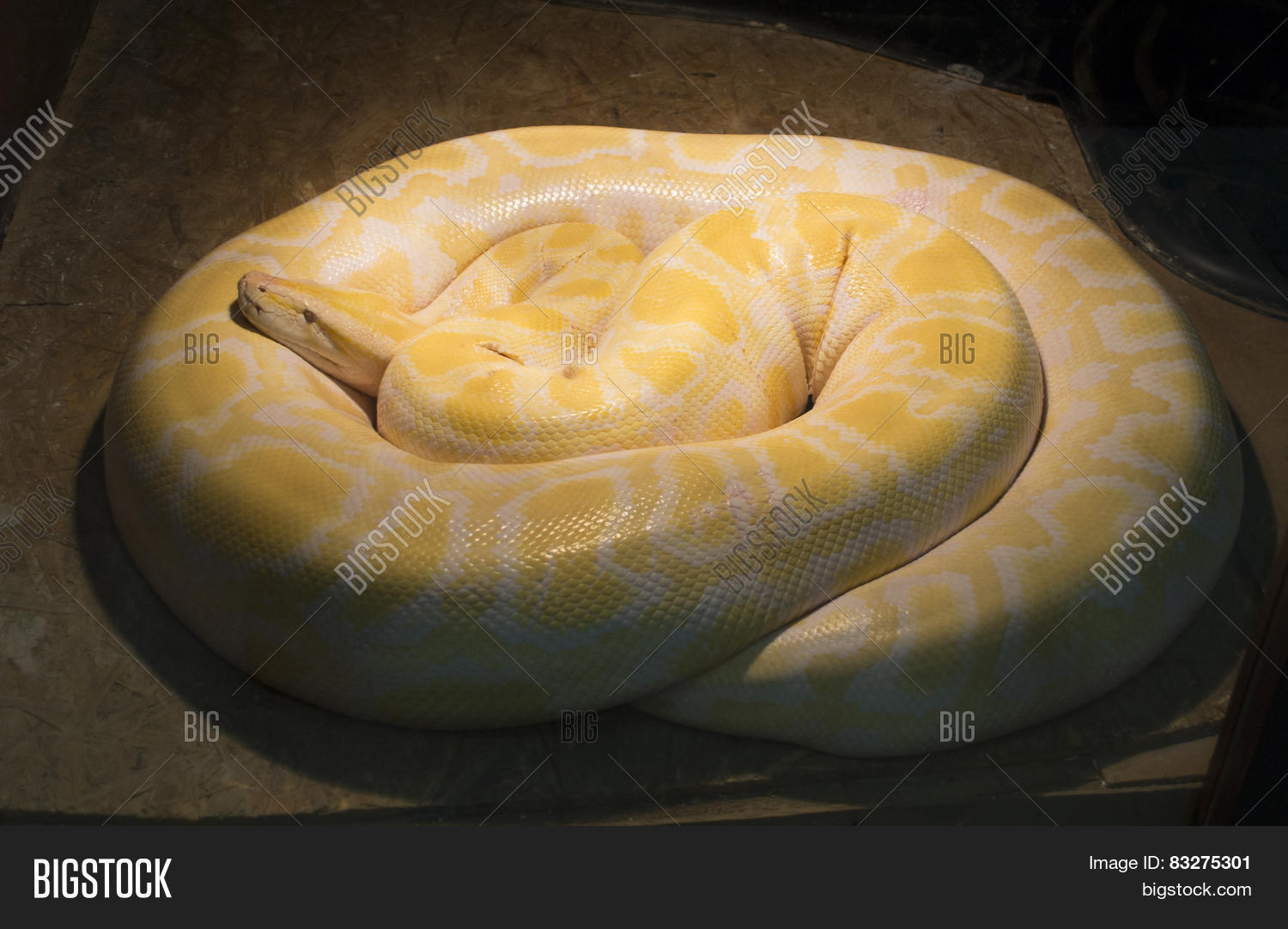 Male Albino Burmese Image & Photo (Free Trial) | Bigstock