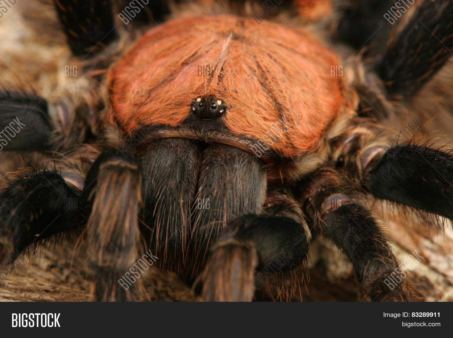 Costa Rican Tiger Rump Image & Photo (Free Trial) | Bigstock