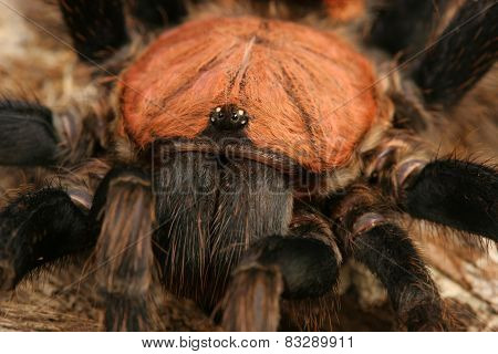 Costa Rican Tiger Rump Image & Photo (Free Trial) | Bigstock