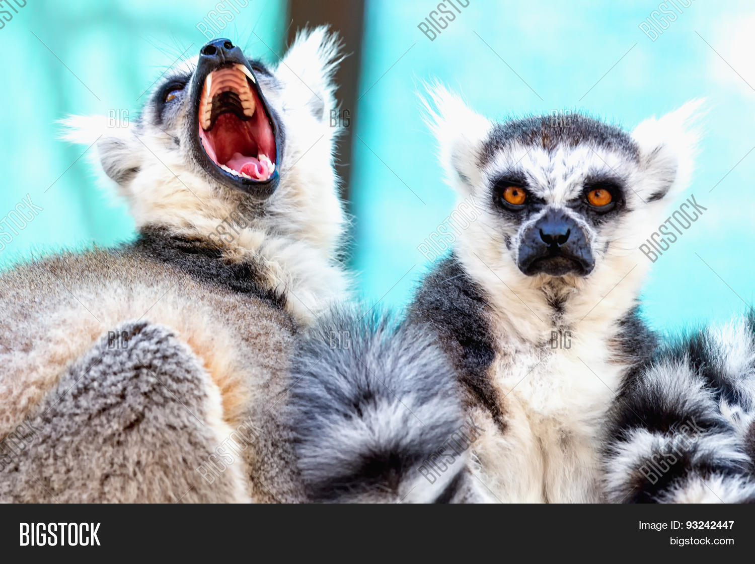 Angry Hungry Lemurs Image & Photo (Free Trial) | Bigstock