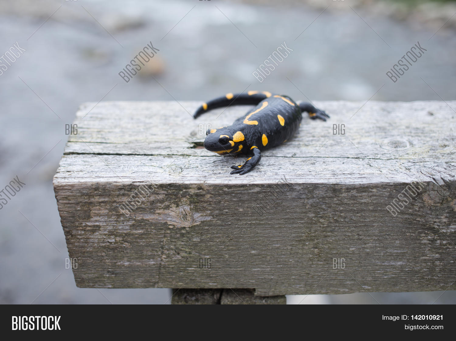 Beautiful Salamander Image & Photo (Free Trial) | Bigstock