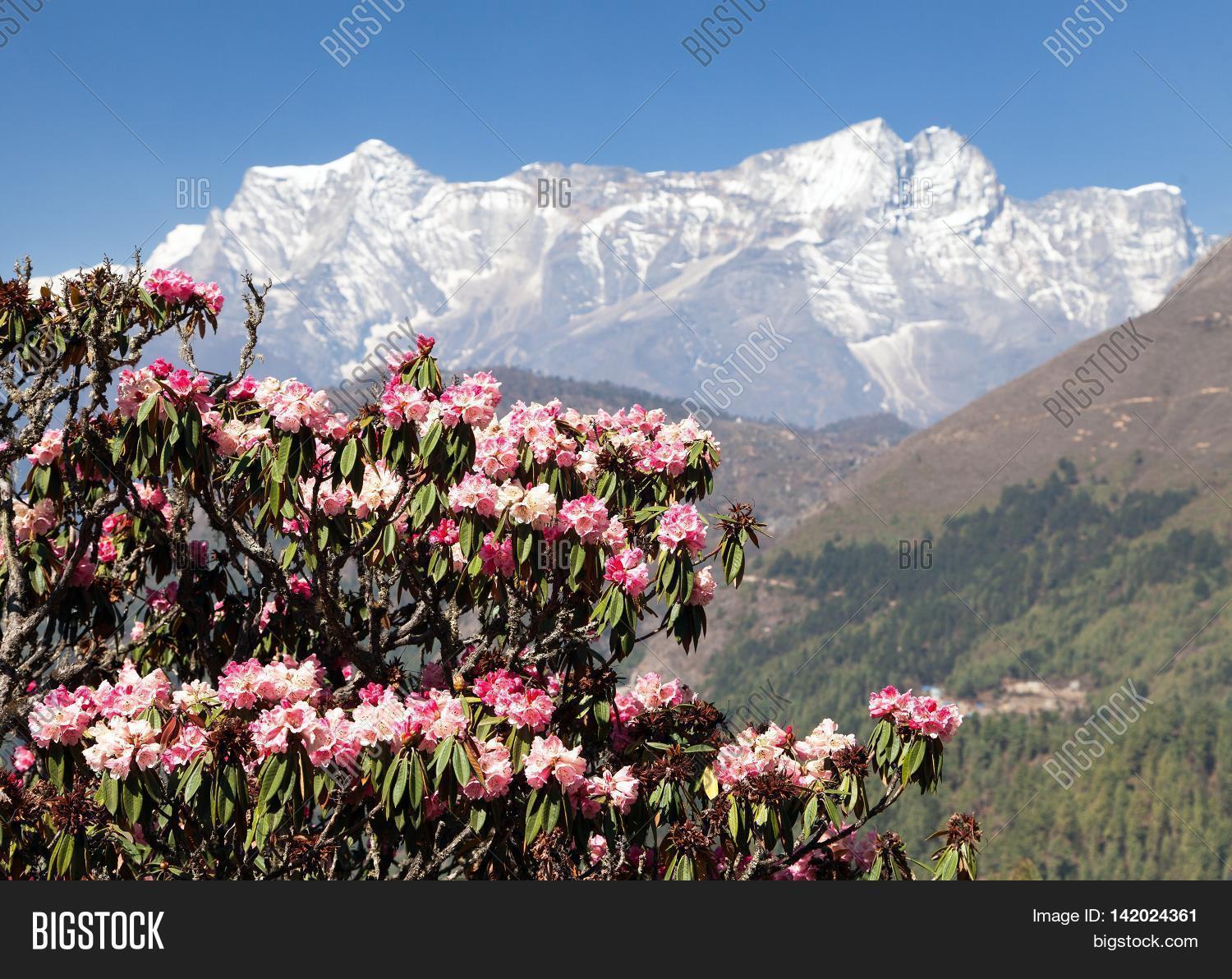 Flowering Rhododendron Image & Photo (Free Trial) | Bigstock
