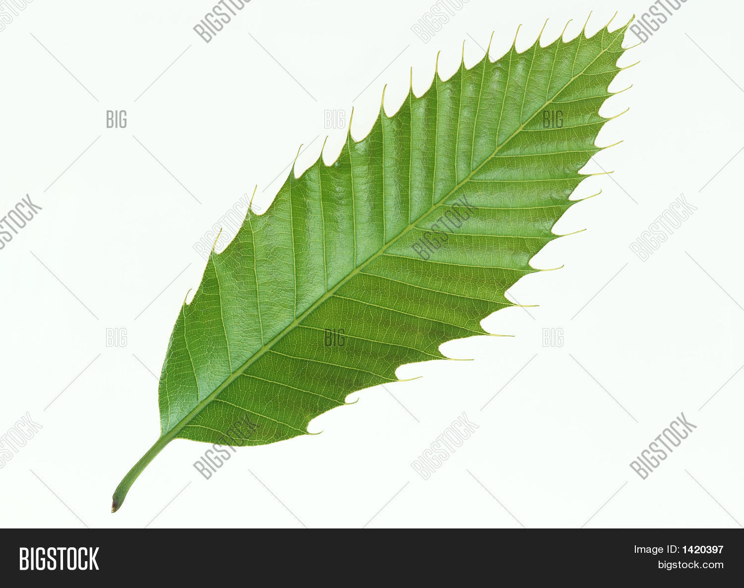Special Leaf Image & Photo (Free Trial) | Bigstock