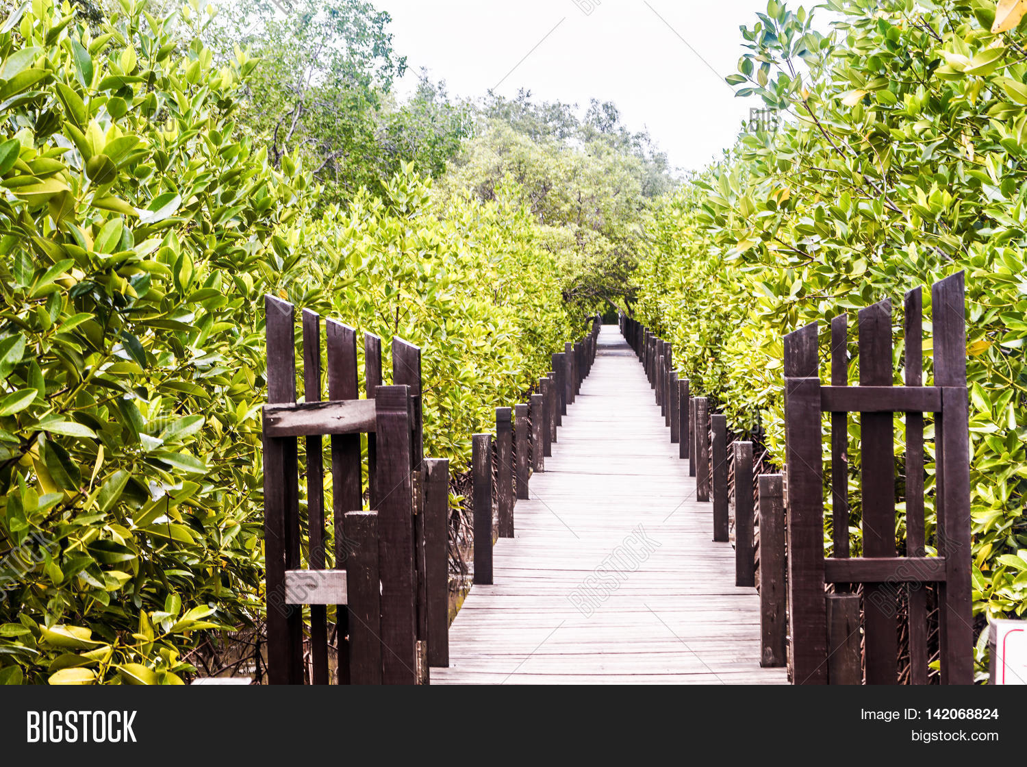 Wooden Trail Walkway Image & Photo (Free Trial) | Bigstock